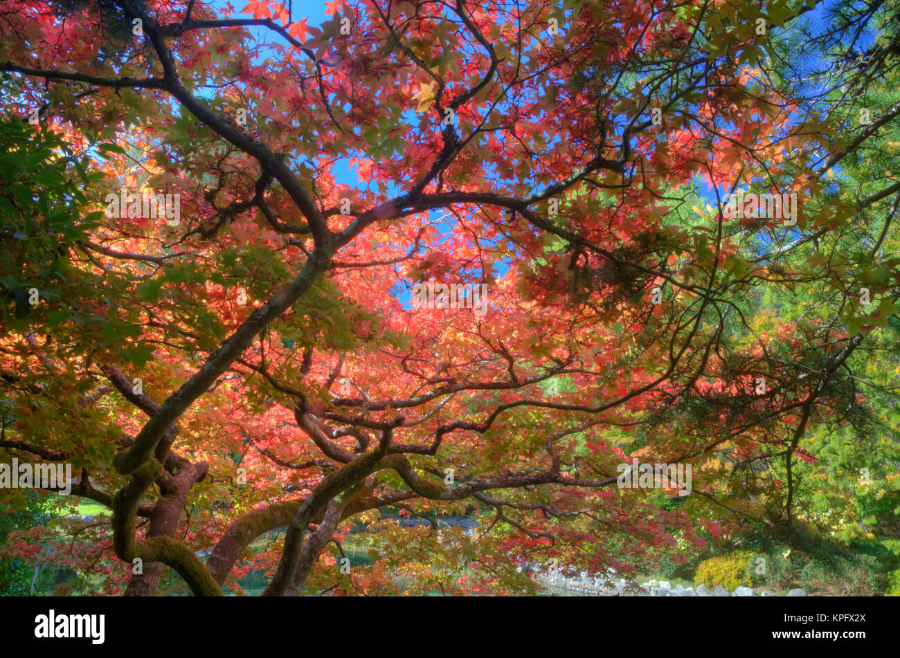 Autumn color Maple trees, Victoria, British Columbia, Canada Stock ...