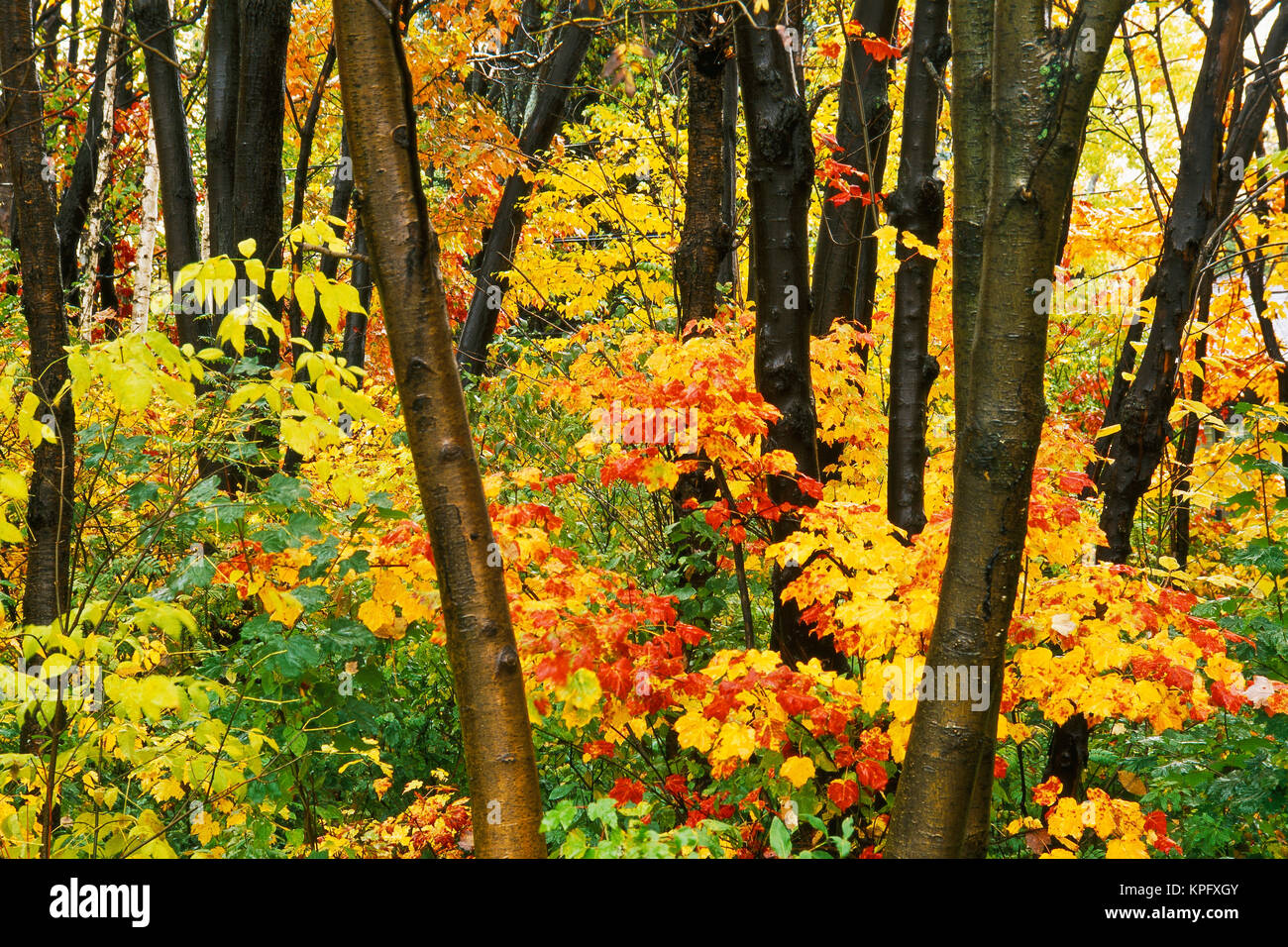 Canada, Quebec, Quebec City, fall foliage Stock Photo - Alamy