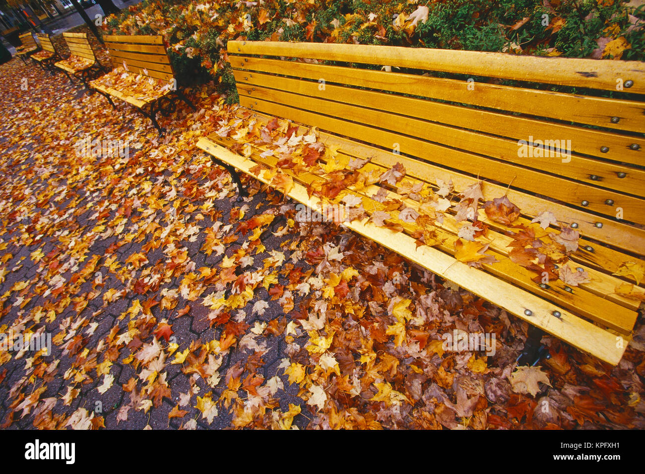 Canada, Quebec, Quebec City, park benches covered with fall leaves ...