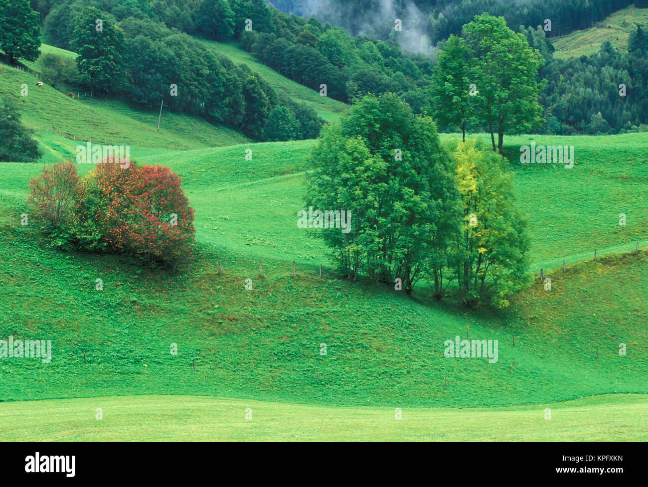 Austria hillside hi-res stock photography and images - Alamy