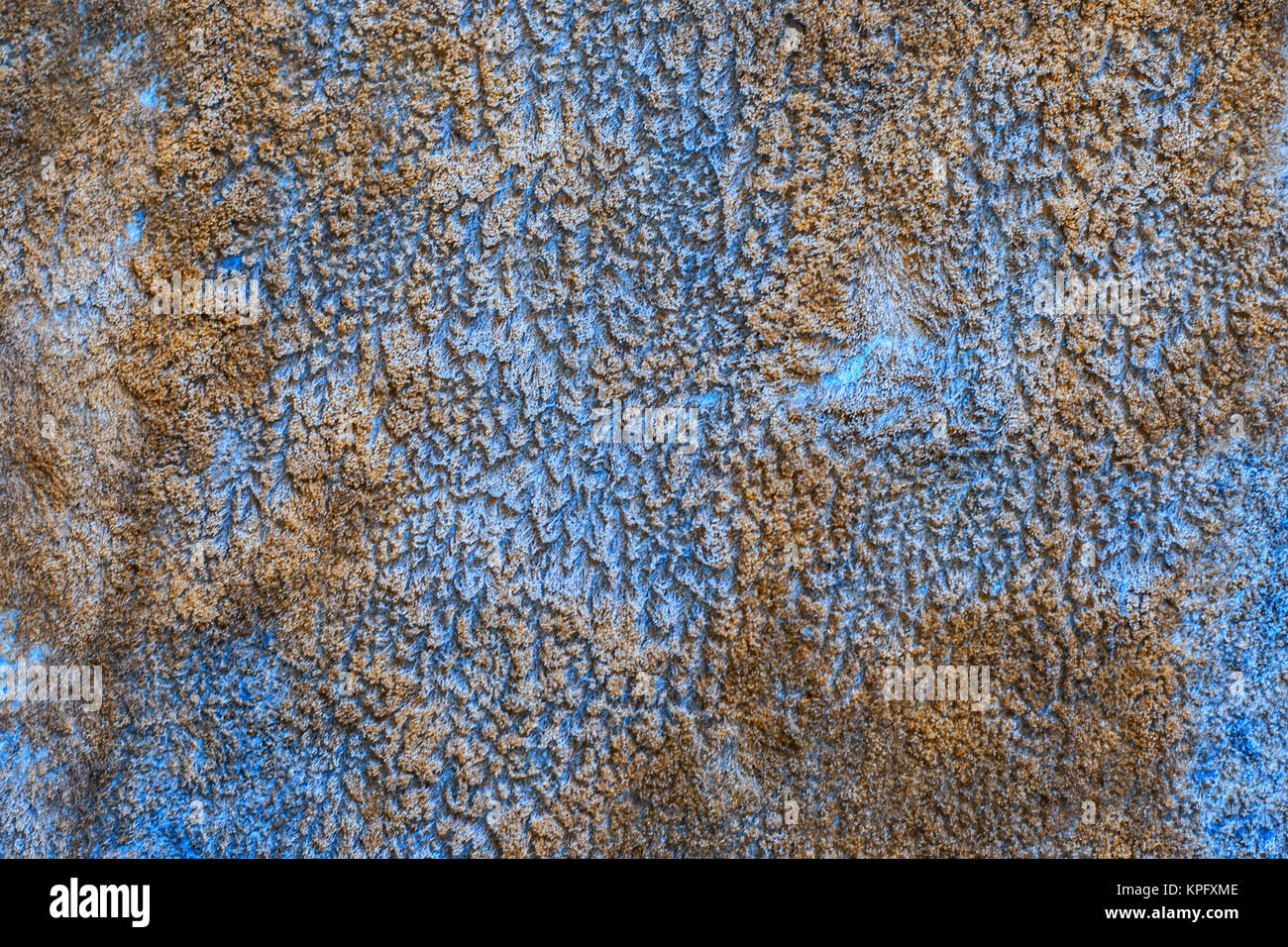 Close up of yellow algae on a old wall Stock Photo - Alamy