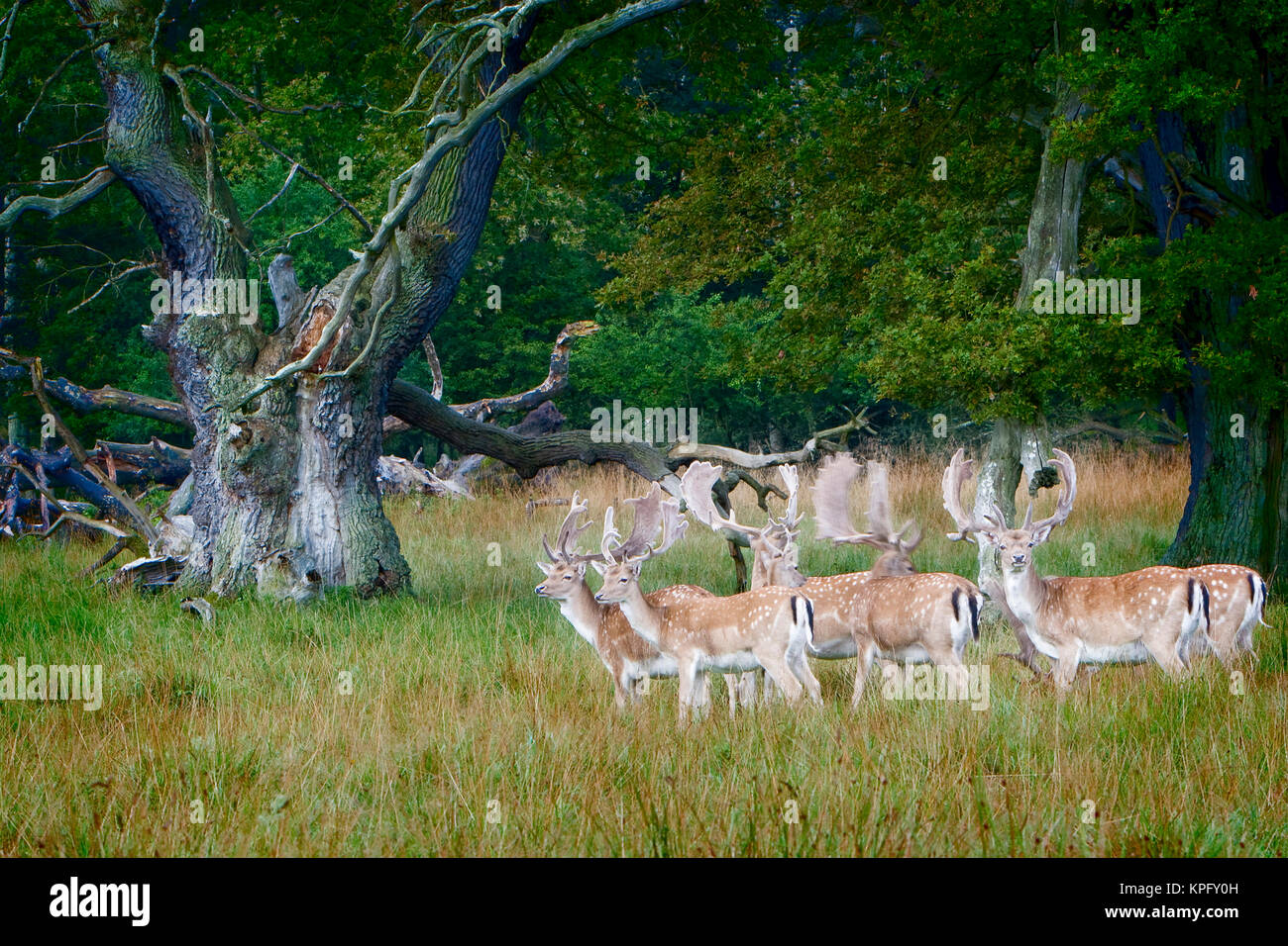 Fallow Deer. Dyrehaven. Denmark Stock Photo - Alamy