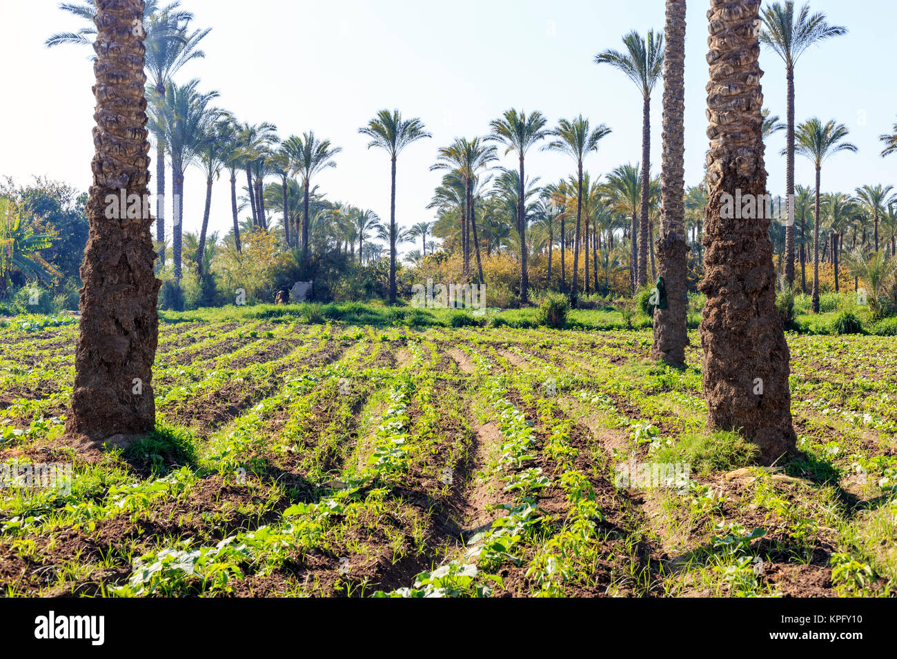 Palms tree on small village field,Egypt Stock Photo - Alamy