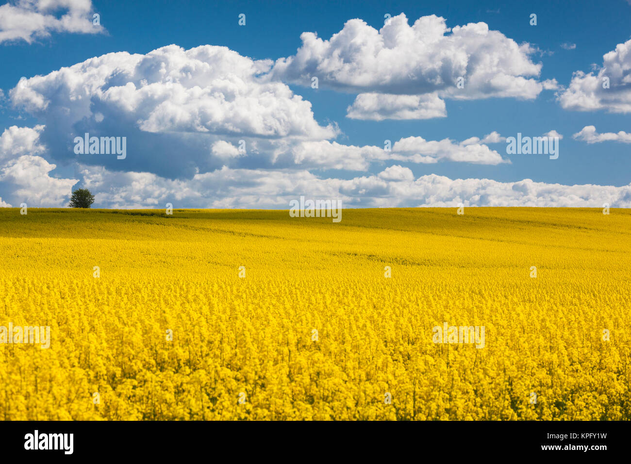 Canola rapeseed field denmark hi-res stock photography and images - Alamy