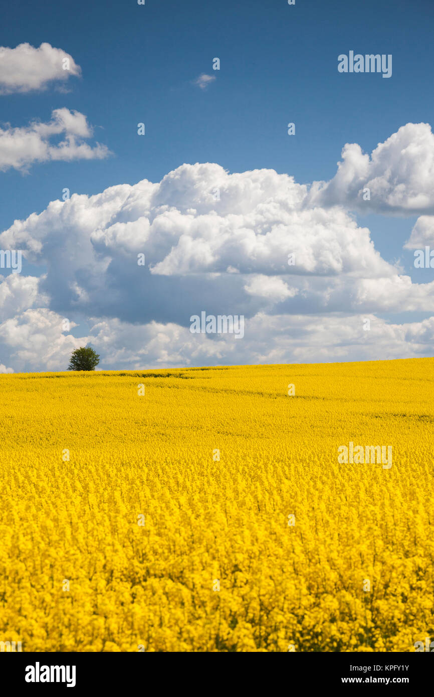 Field canola rapeseed brassicaceae hi-res stock photography and images ...