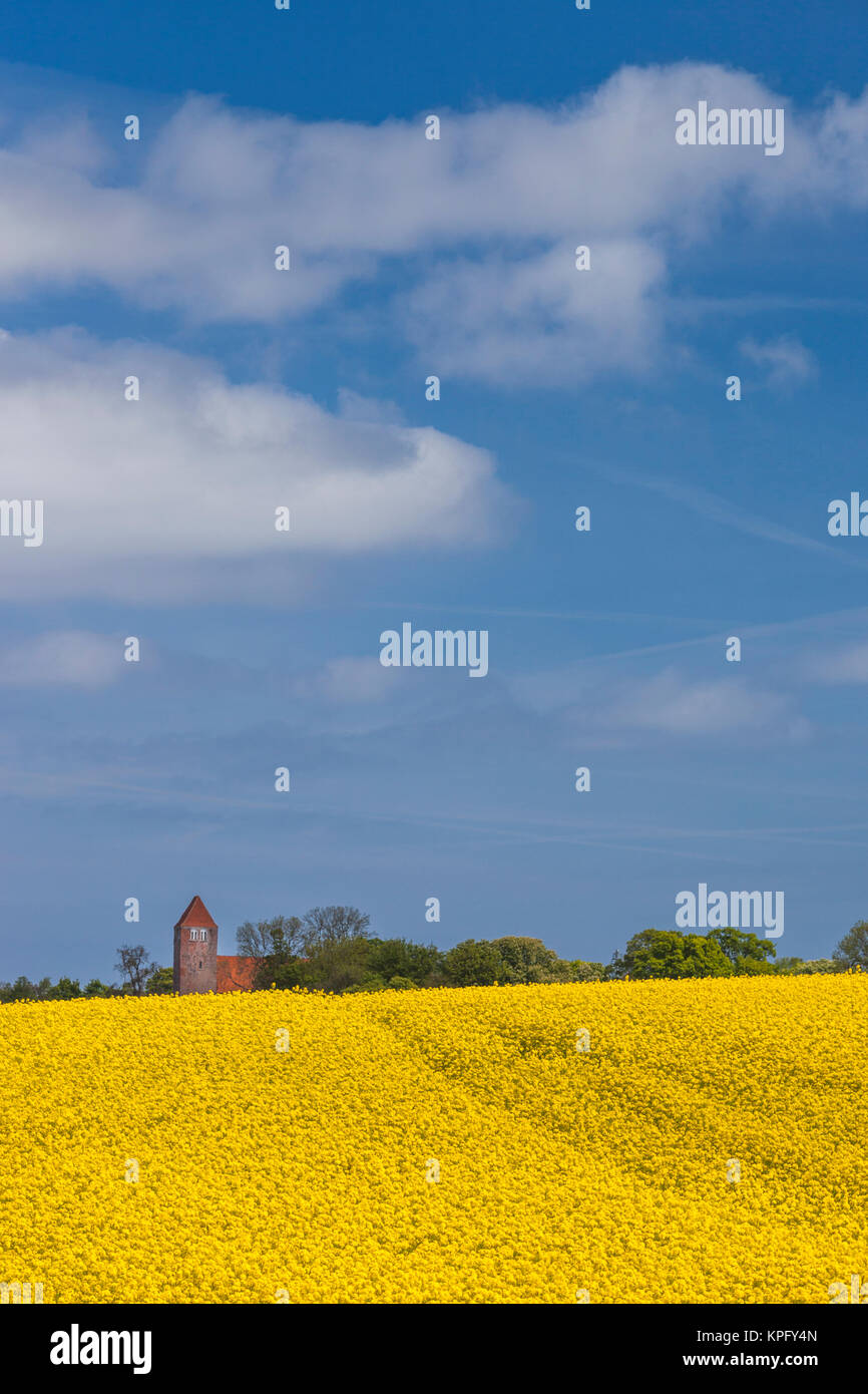 Denmark, Mon, Magleby, town church and rapeseed field, springtime, dawn ...