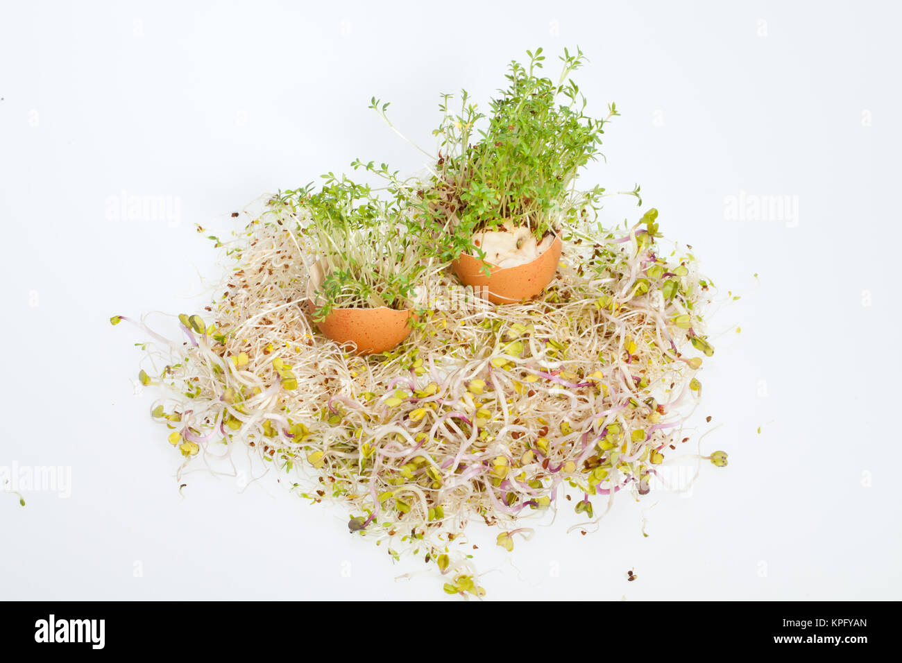 Fresh Alfalfa Sprouts and Spring Easter Egg Stock Photo - Alamy