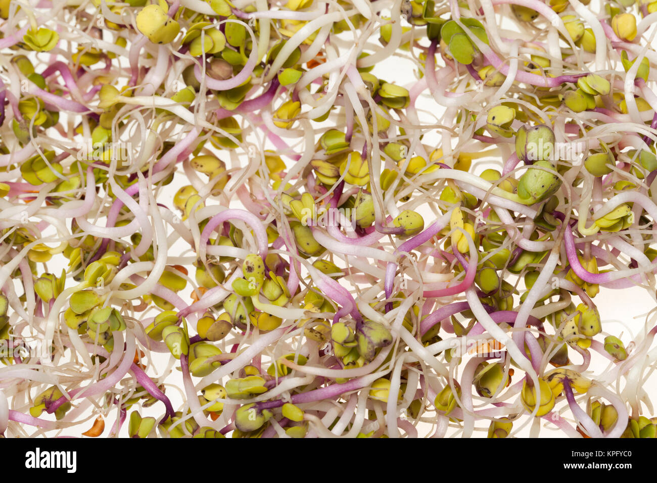 The healthy diet. Fresh sprouts isolated on white background Stock ...