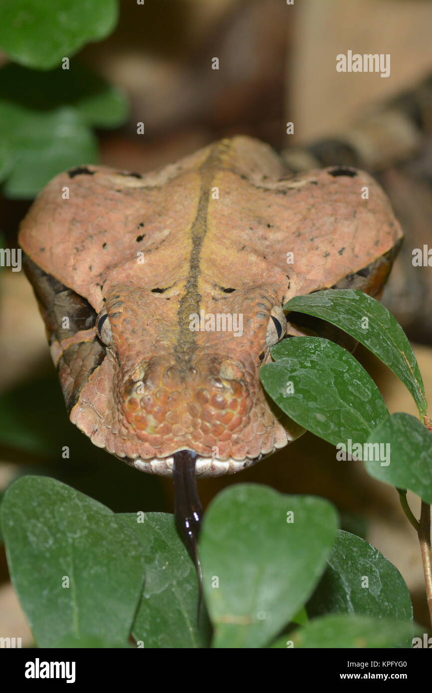 Real viper hi-res stock photography and images - Alamy