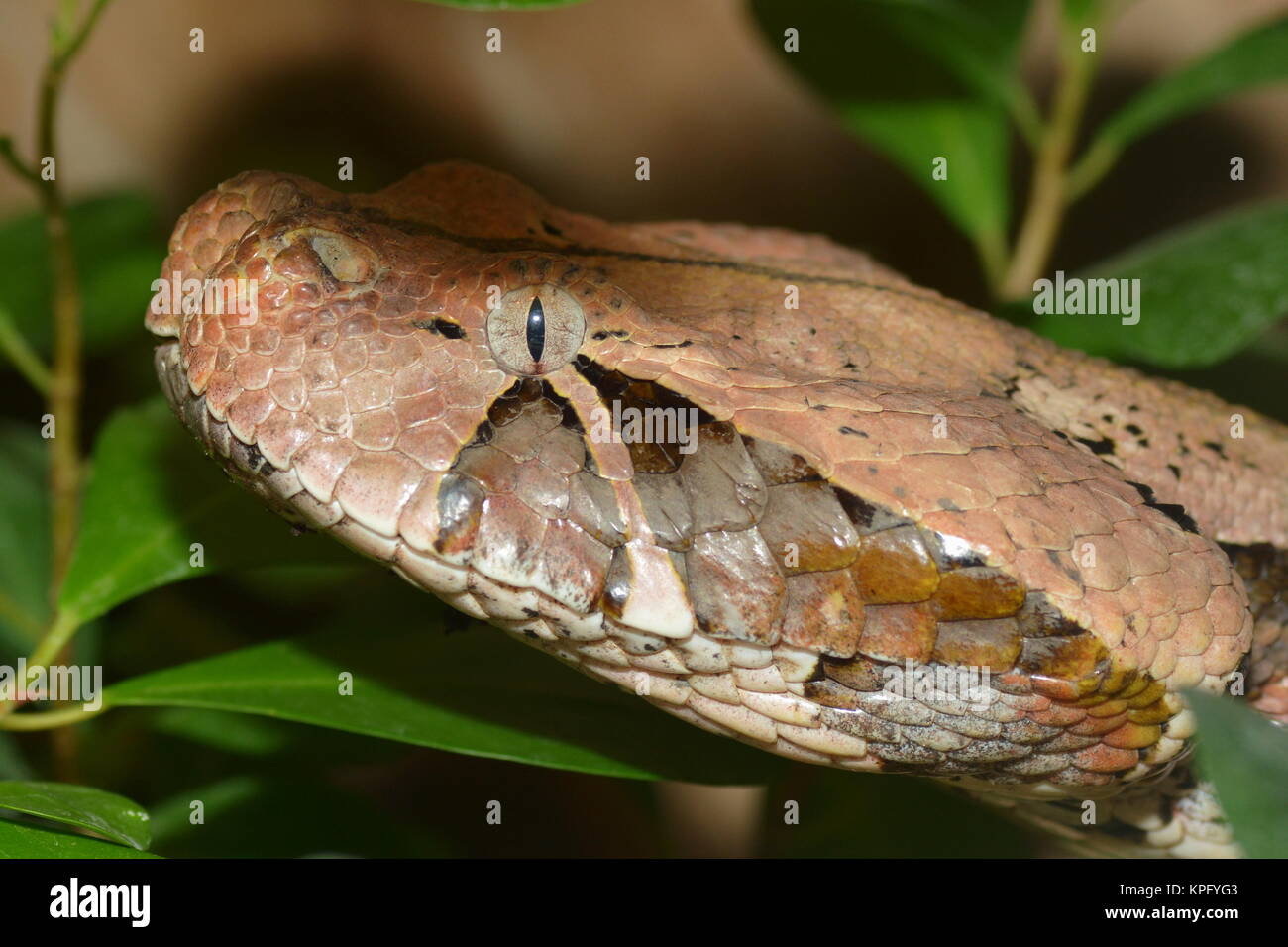 Real viper hi-res stock photography and images - Alamy