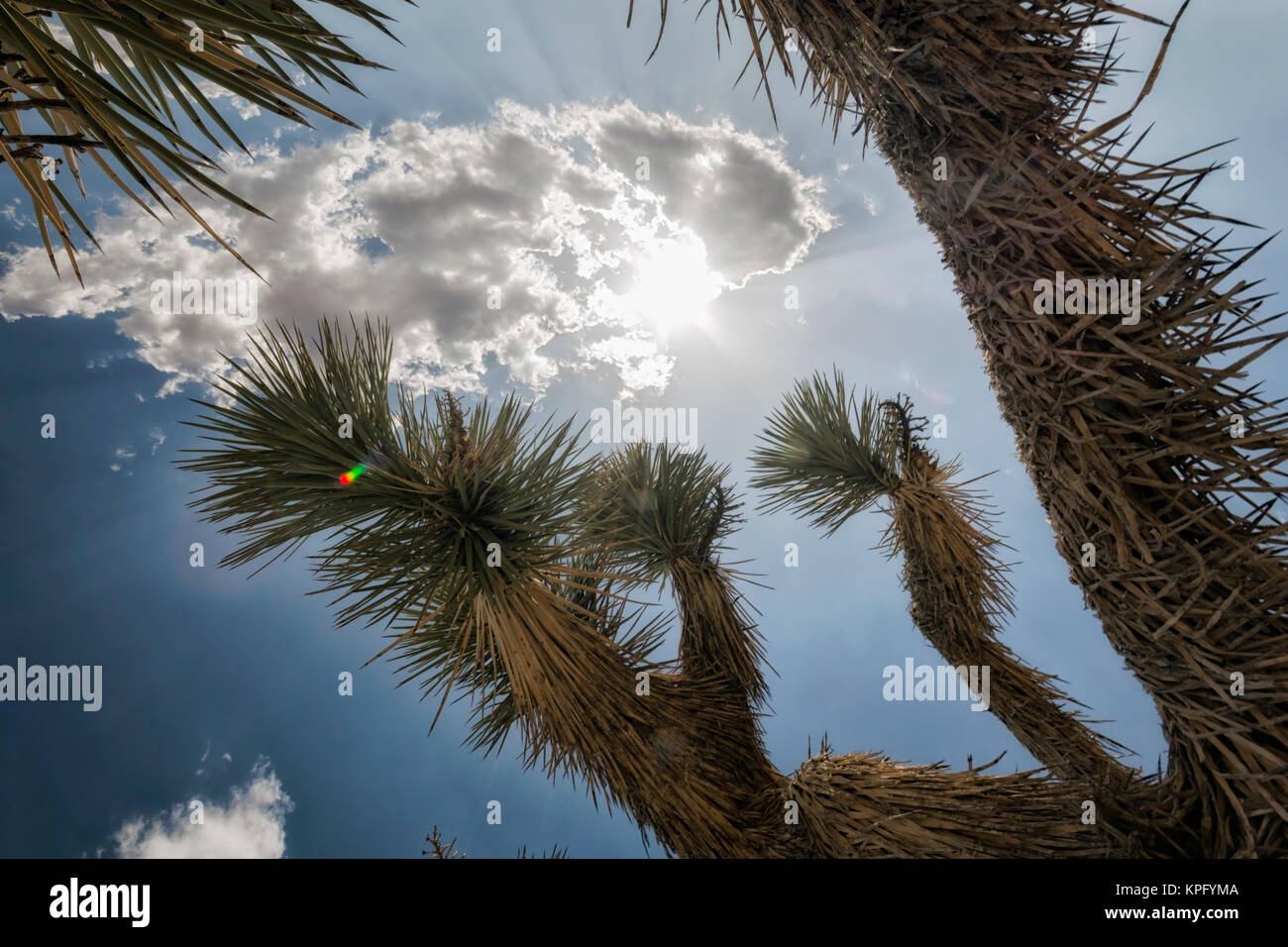 Joshua Tree National Park Landscape Stock Photo - Alamy