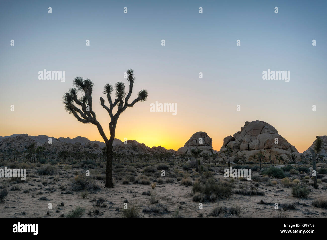 Joshua Trees in the Desert Stock Photo - Alamy