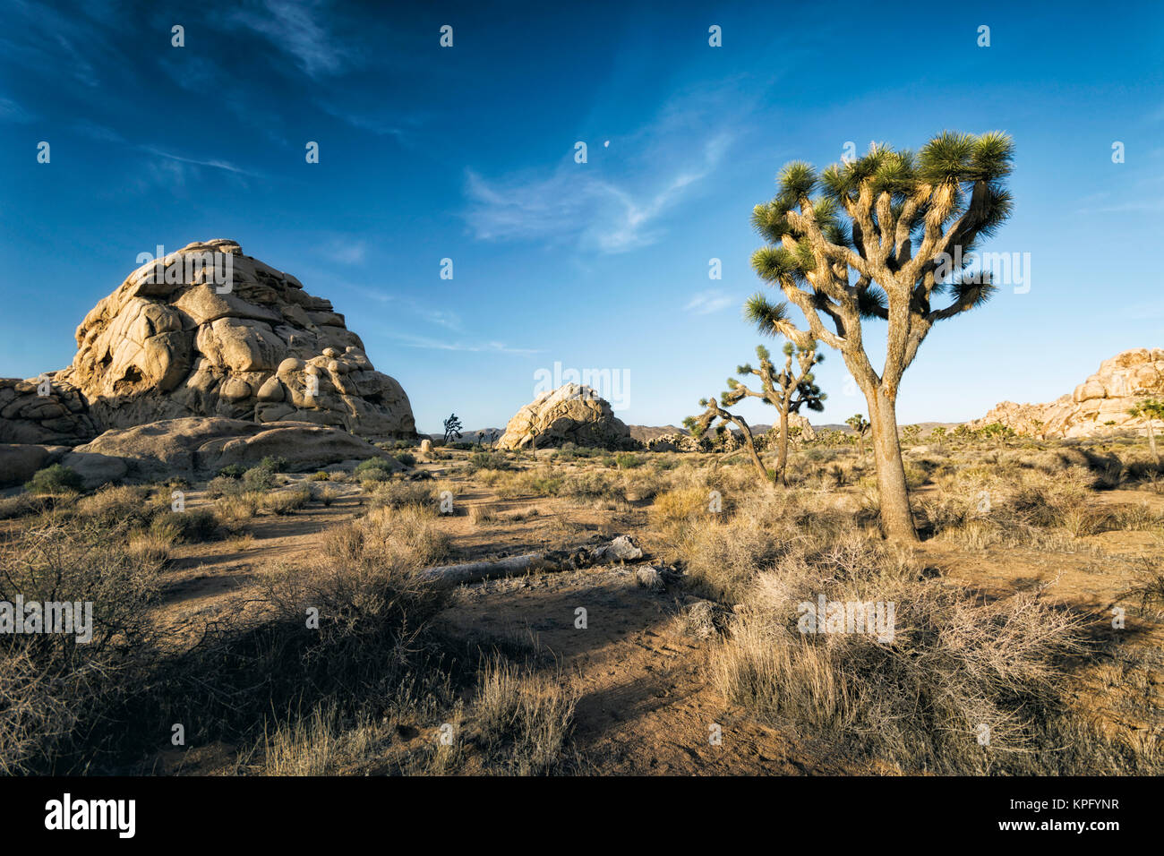 Climate change in joshua tree hi-res stock photography and images - Alamy