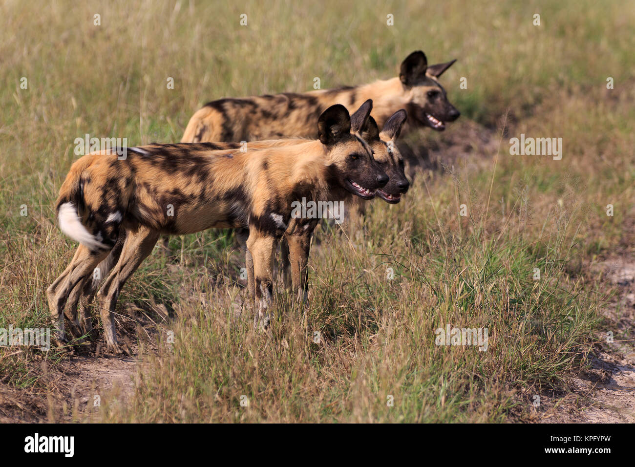 African wild dog bathing hi-res stock photography and images - Alamy