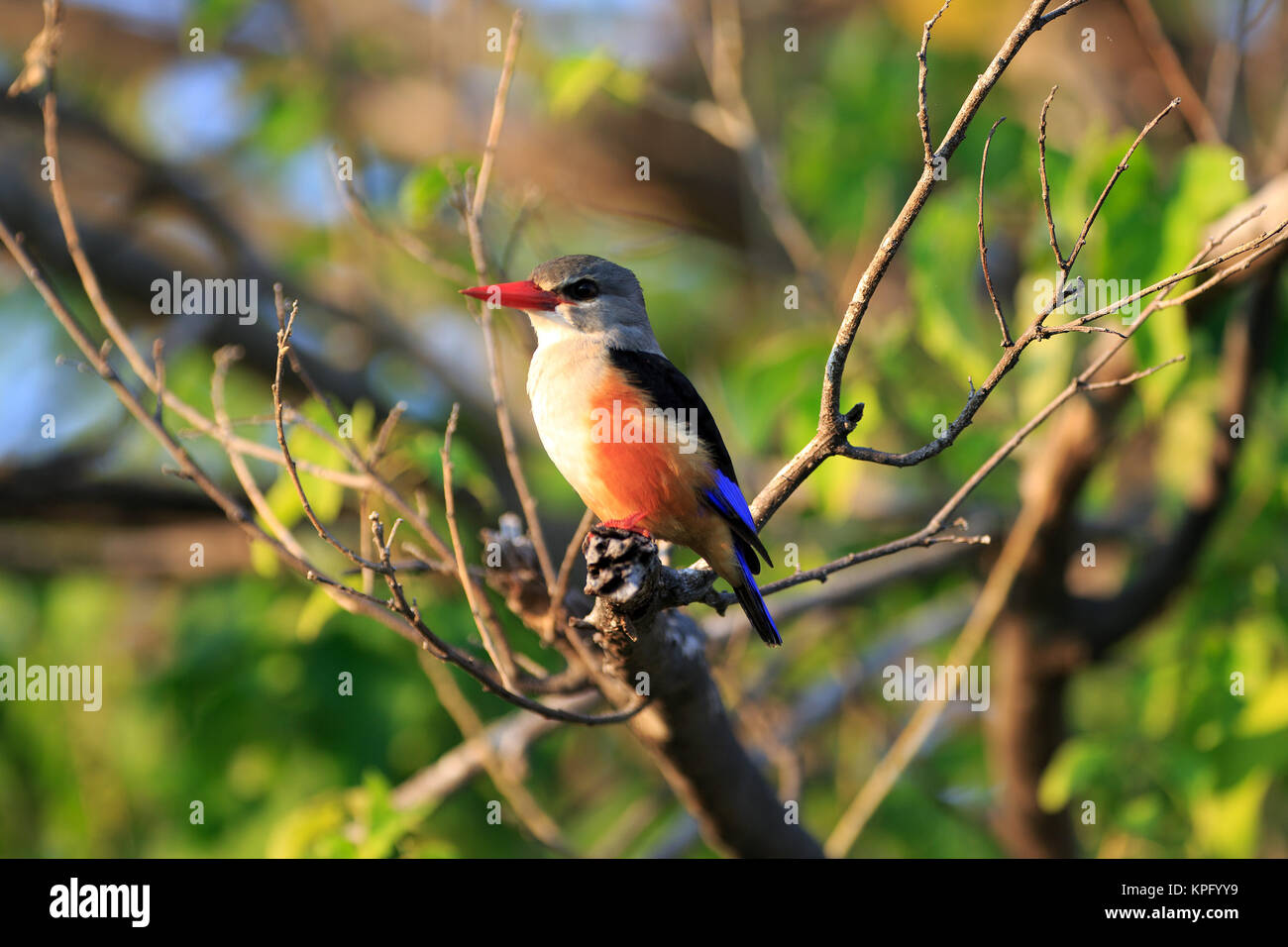 Greyhooded kingfischer hi-res stock photography and images - Alamy