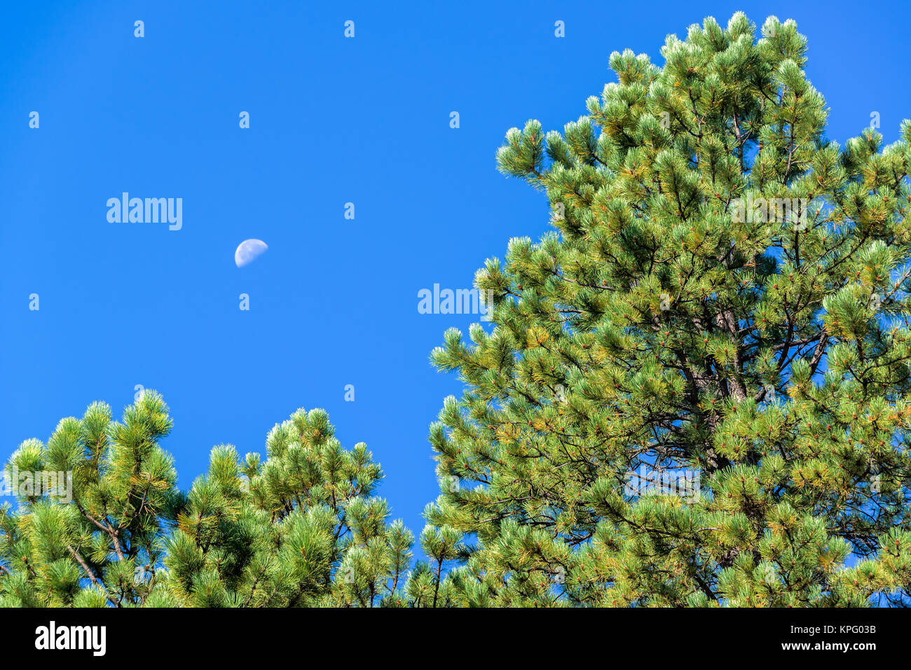 Pine Tree Moon Stock Photo - Alamy