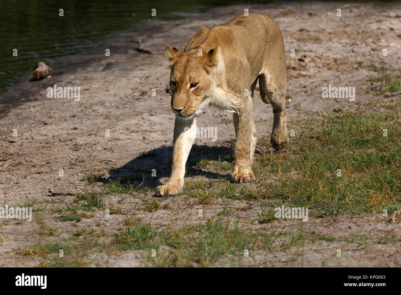 Lion skin sitting hi-res stock photography and images - Alamy