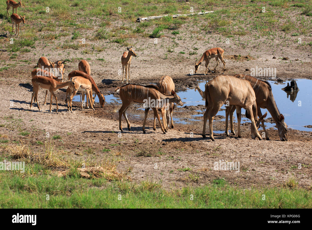 Groayer Kudu High Resolution Stock Photography and Images - Alamy