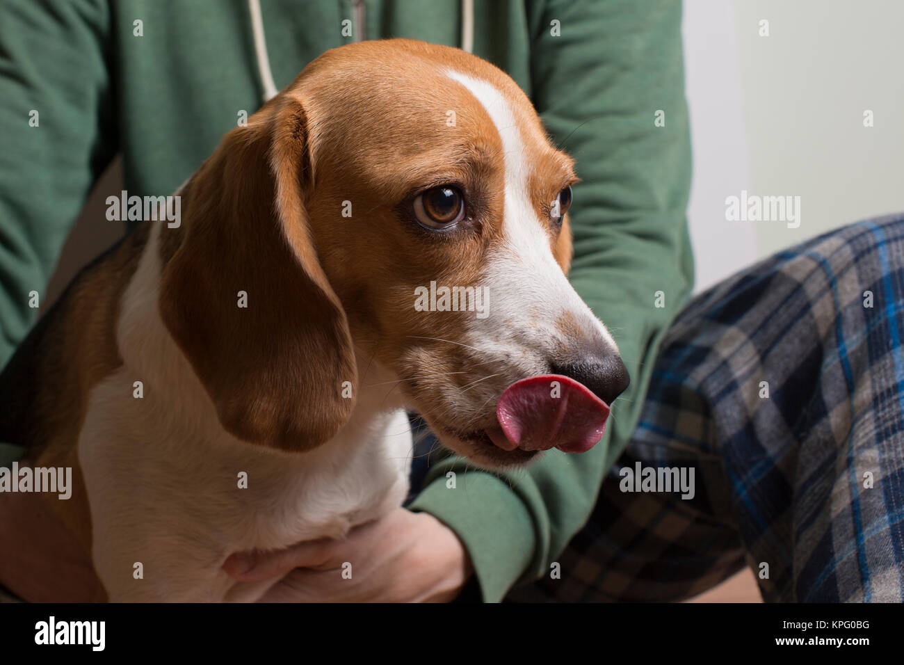 Young beagle sitting with owner and lickens Stock Photo - Alamy