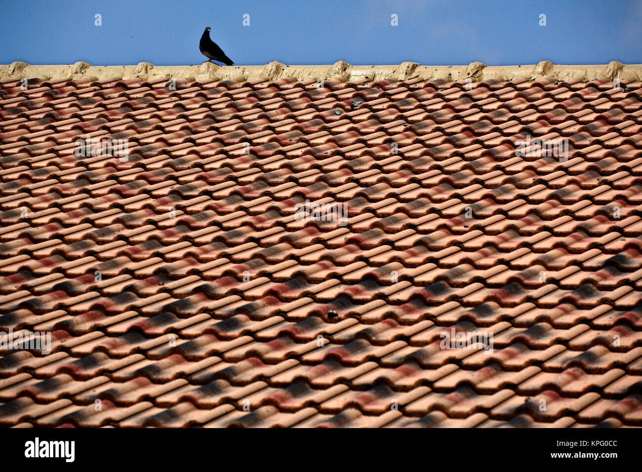 Pigeon on roof Stock Photo - Alamy