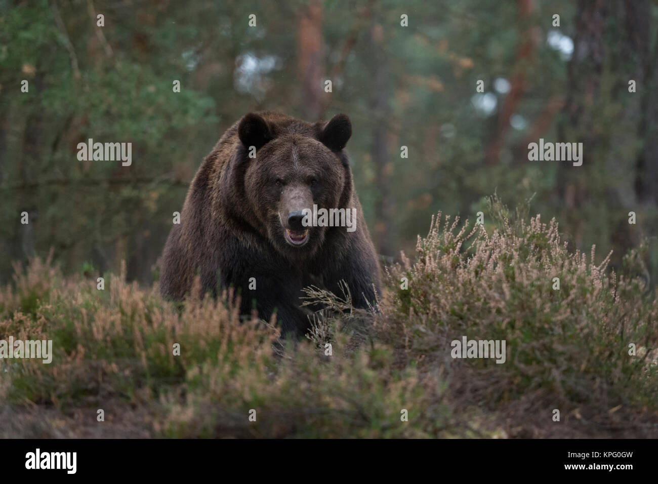 Wary suspicious hi-res stock photography and images - Alamy