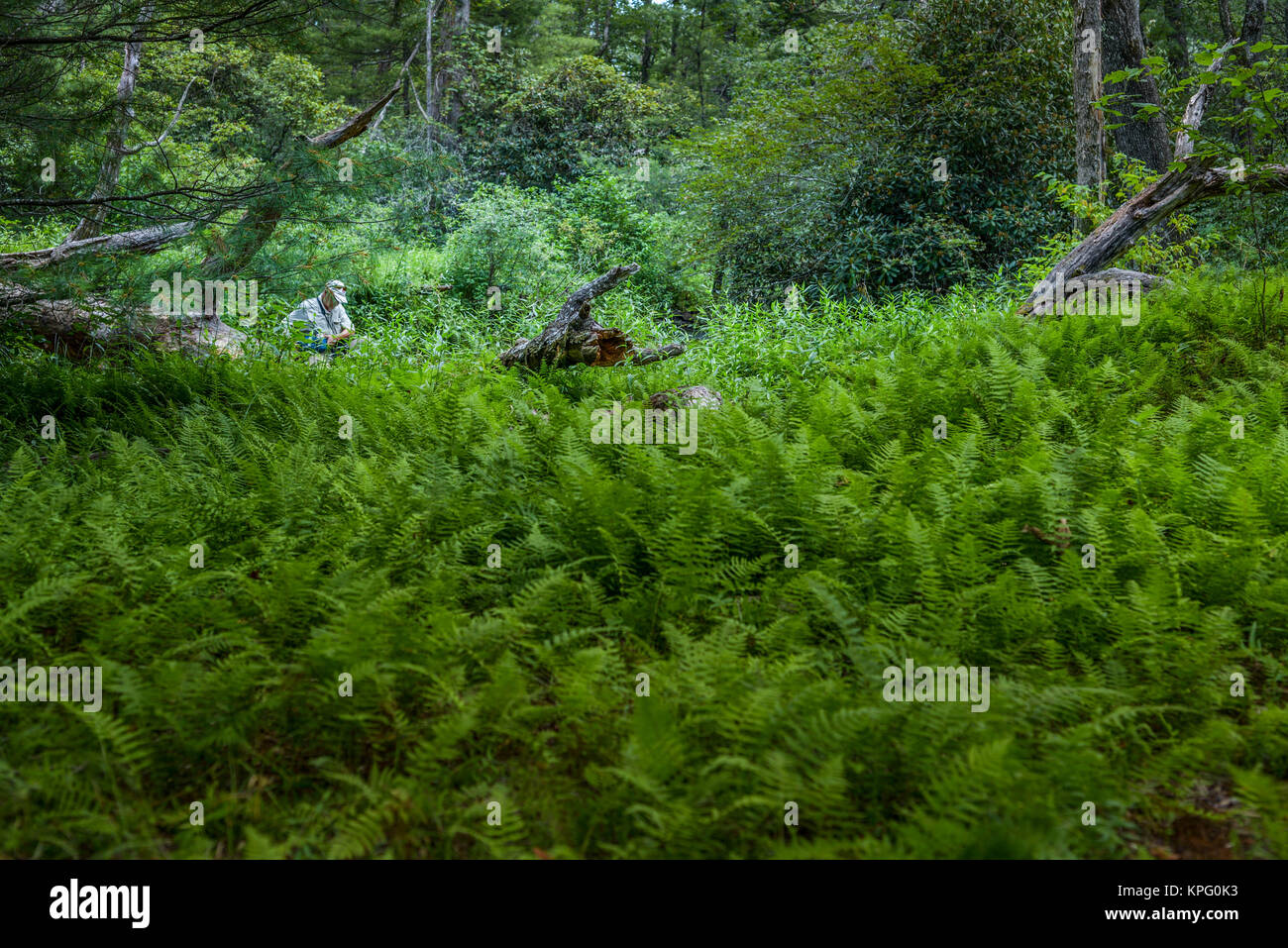 A person sitting among a lot of ferns and tree stumps. Location is Pink ...
