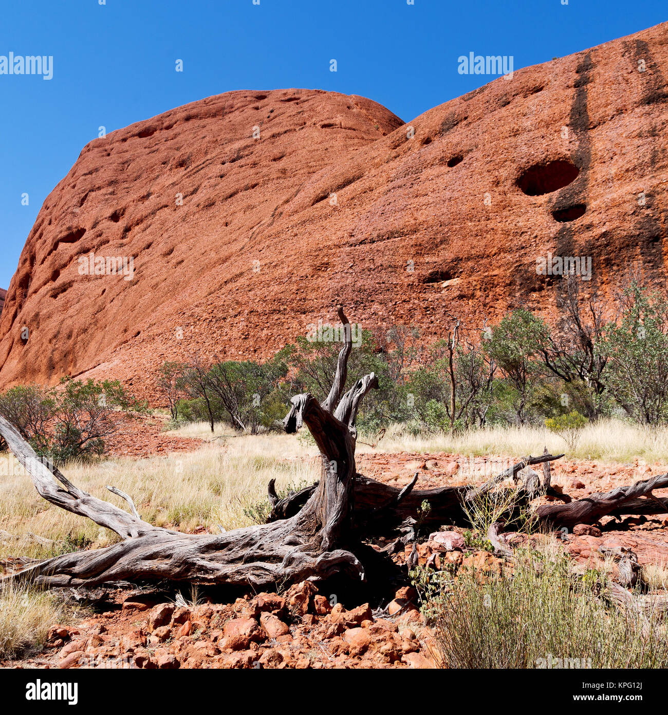 in australia the outback canyon and the dead tree near mountain in the ...