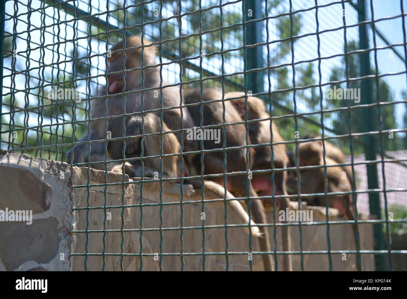 Monkeys playing on a cage at the zoo. Entertainment in the cage Stock ...
