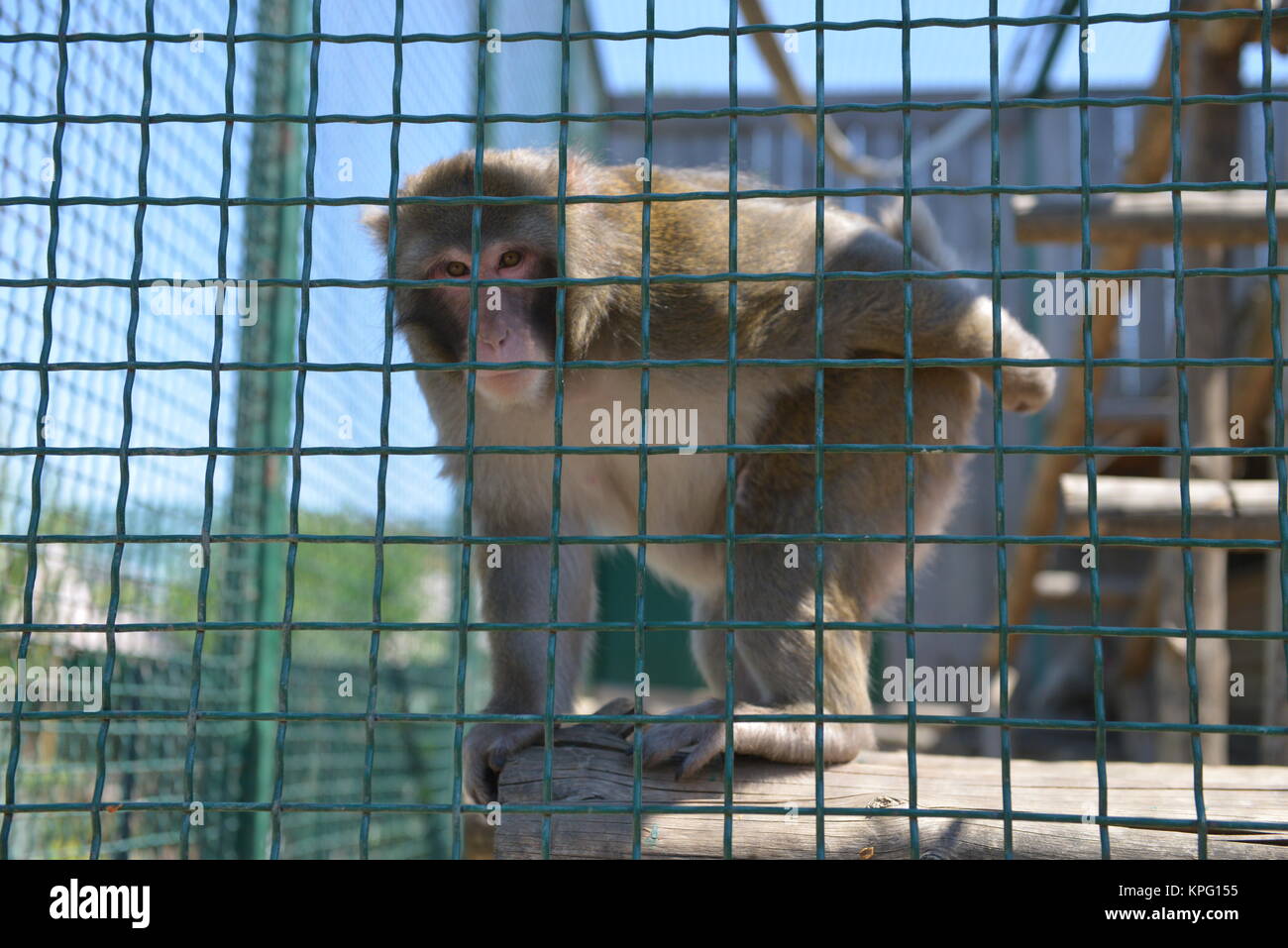 Monkeys playing on a cage at the zoo. Entertainment in the cage Stock ...