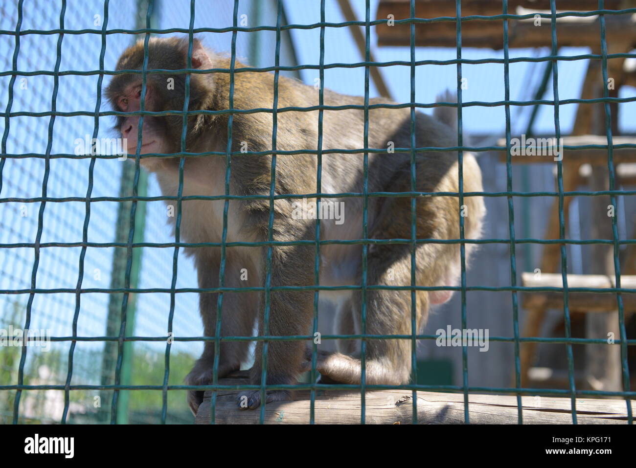 Monkeys playing on a cage at the zoo. Entertainment in the cage Stock ...