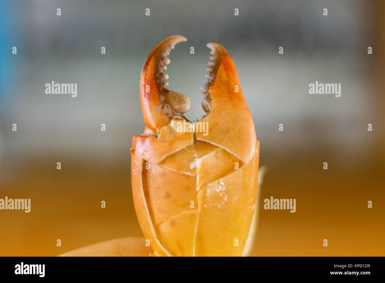 Big crab hi-res stock photography and images - Alamy