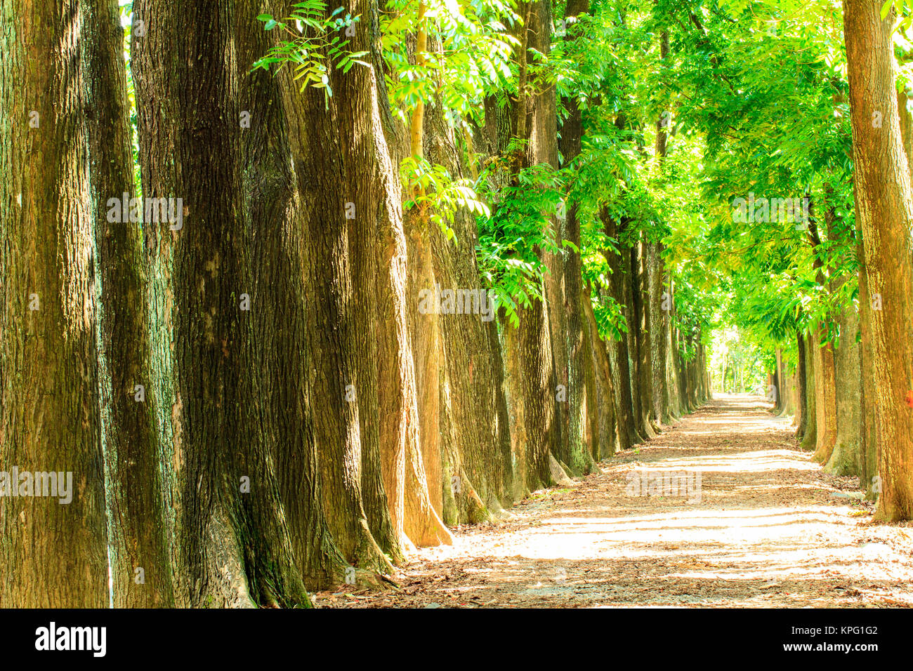 Country road running through tree with nice color Stock Photo - Alamy