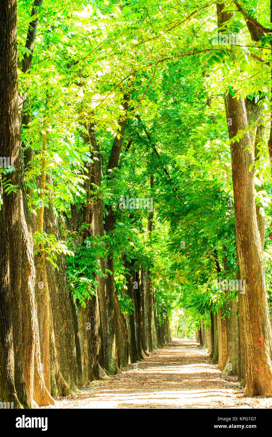 Country road running through tree with nice color Stock Photo - Alamy