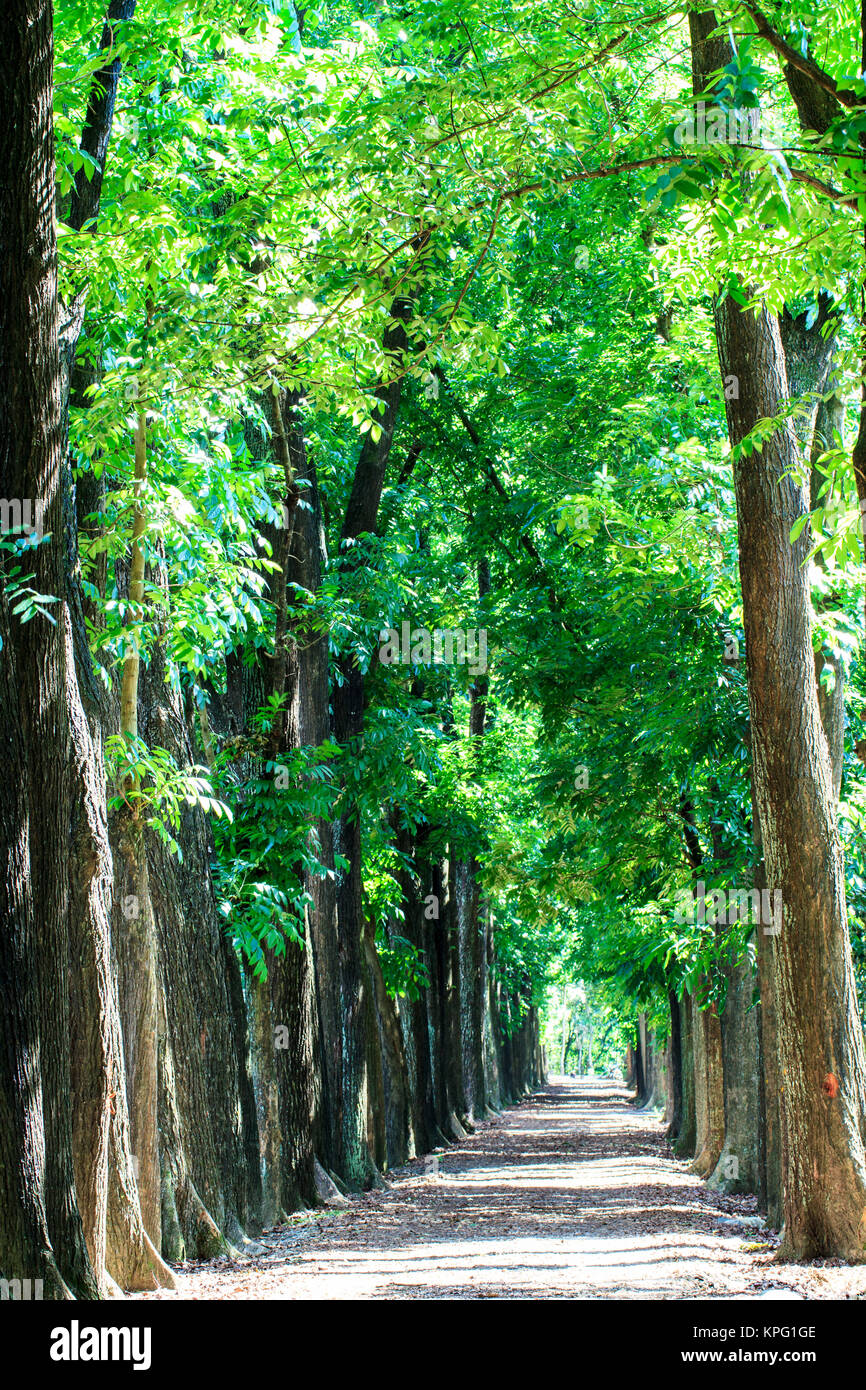 Country road running through tree with nice color Stock Photo - Alamy