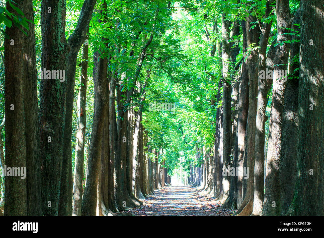 Country road running through tree with nice color Stock Photo - Alamy