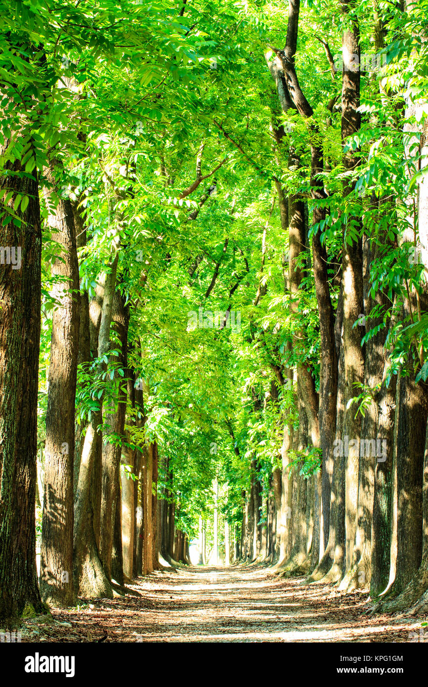 Country road running through tree with nice color Stock Photo - Alamy