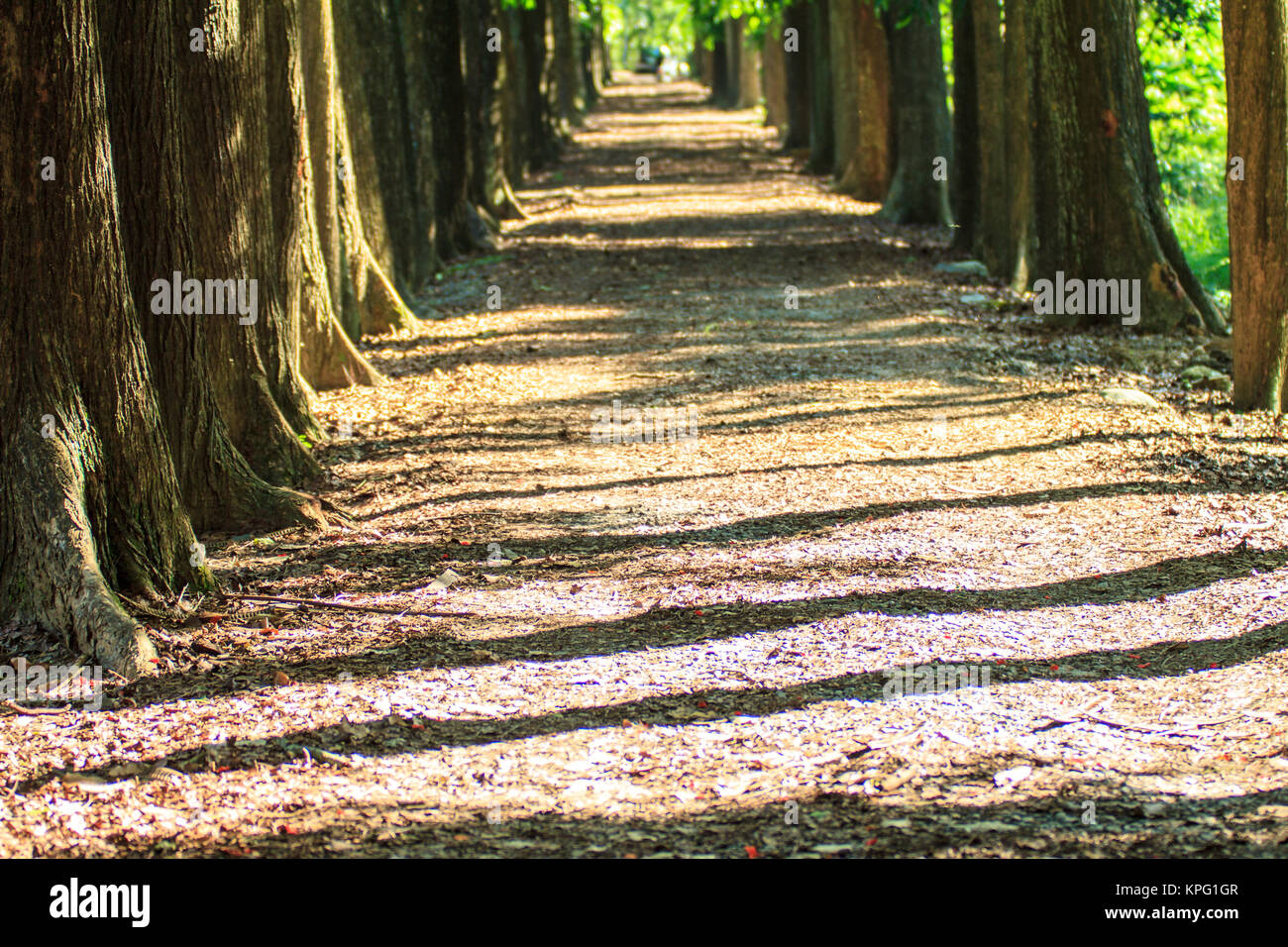 Country road running through tree with nice color Stock Photo - Alamy