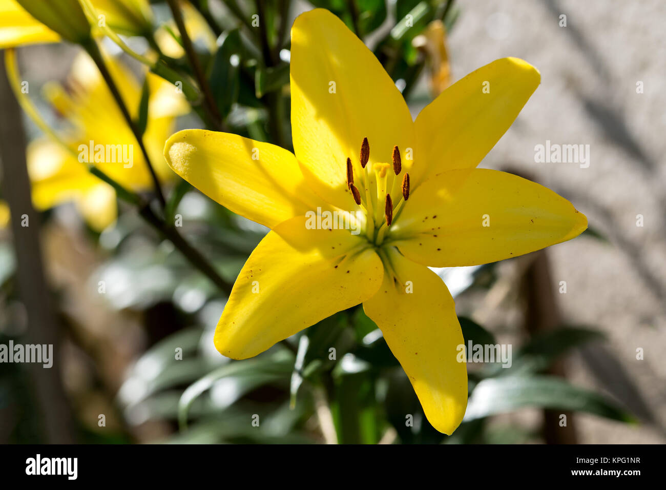 Detail of flowering yellow lily Stock Photo - Alamy
