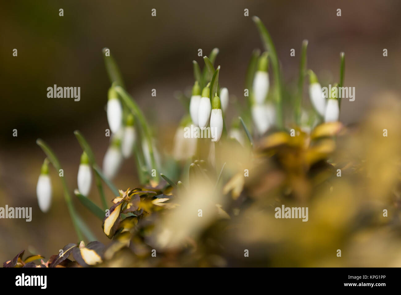 Snowdrop bloom in springtime Stock Photo - Alamy