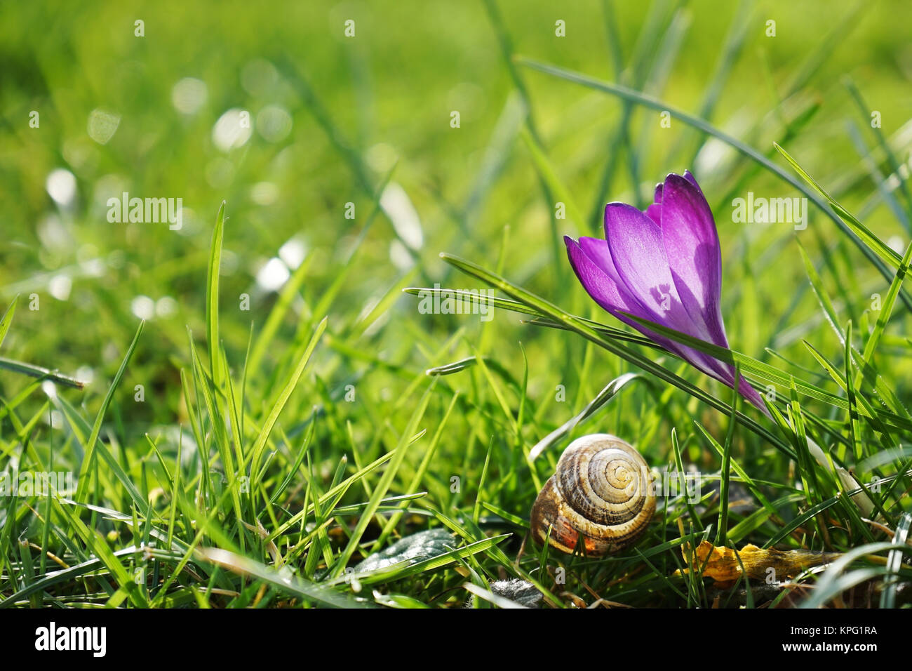 crocus with snail shell Stock Photo - Alamy