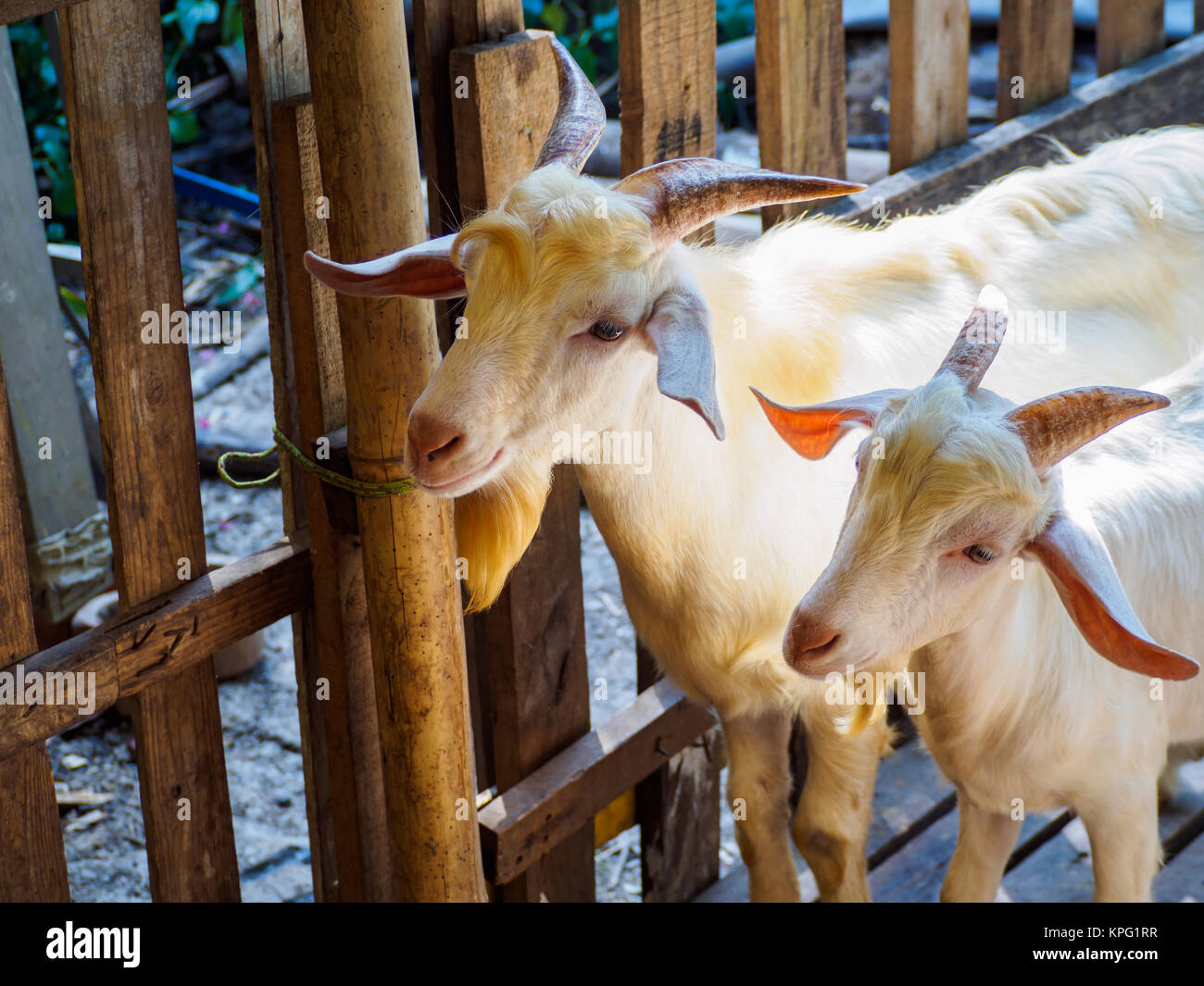 white goat in farm Stock Photo - Alamy