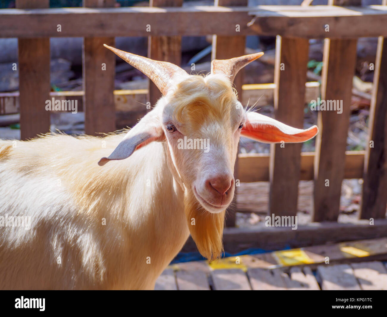 white goat in farm Stock Photo - Alamy