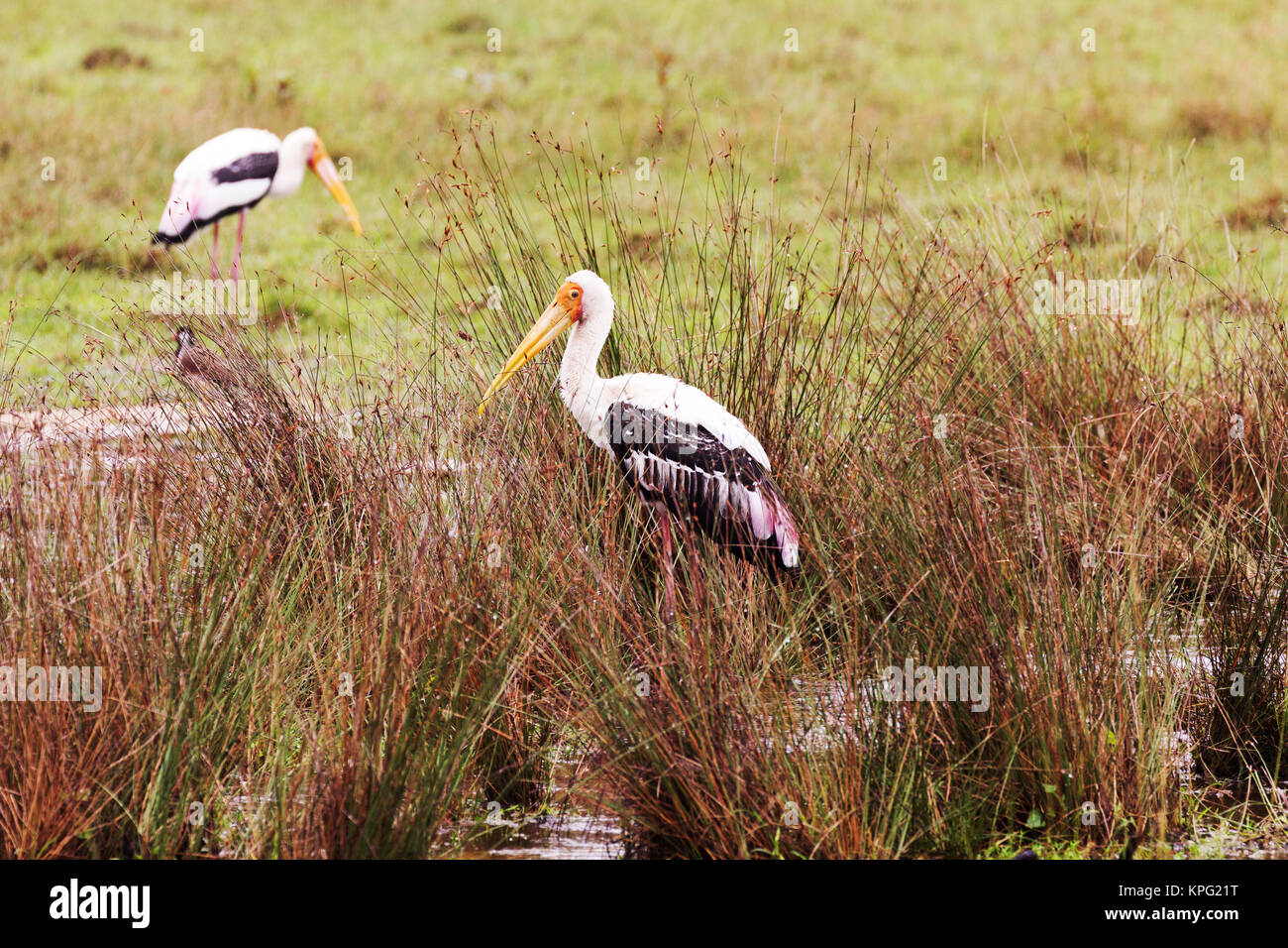 Wild animals in Sri Lanka Stock Photo - Alamy