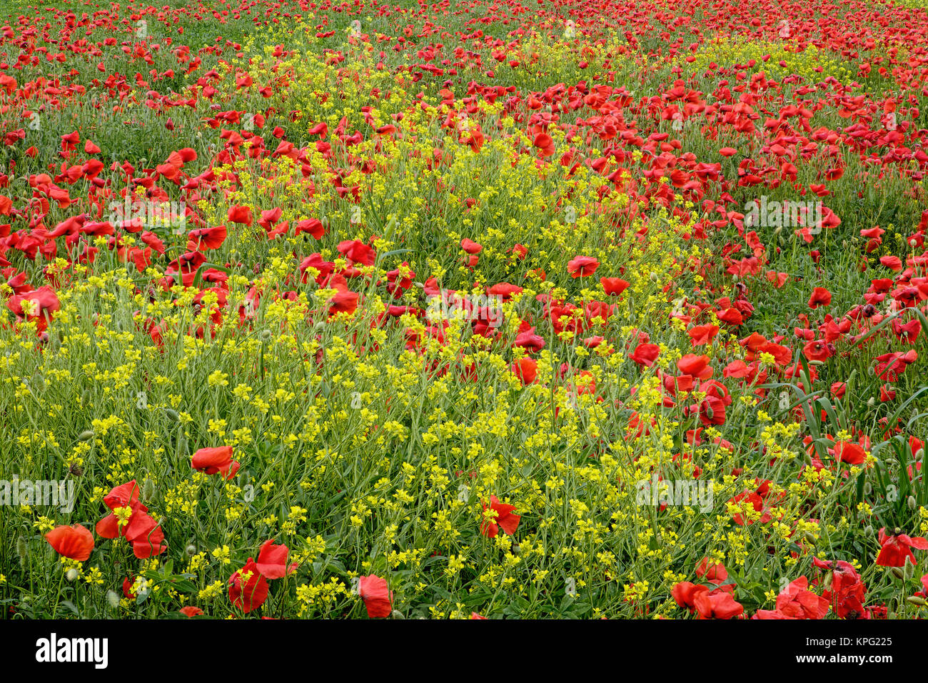 Canola and poppy flowers, Tuscany, Italy Stock Photo - Alamy
