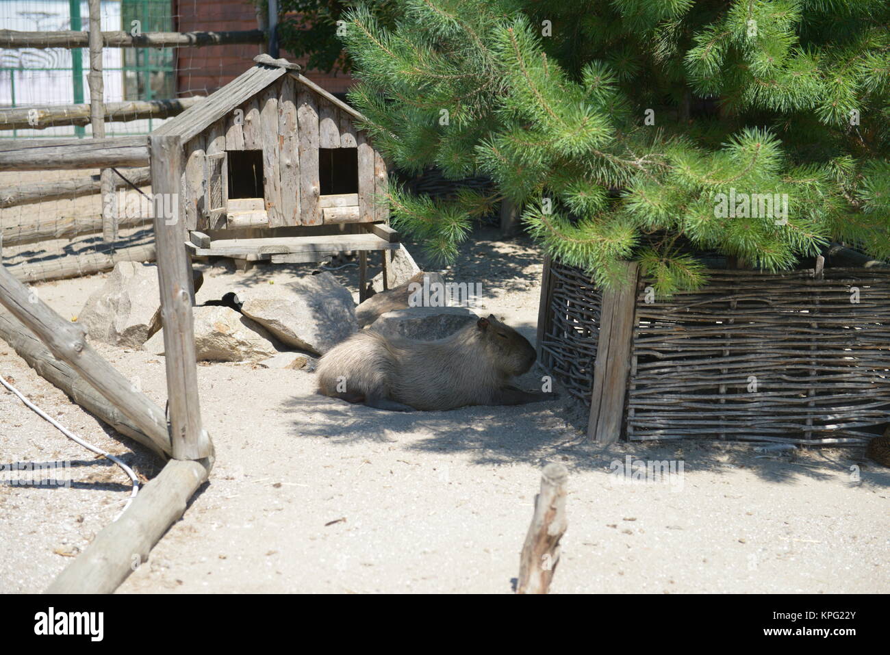 Liger (a hybrid between lion and tiger) at Zoo Stock Photo - Alamy