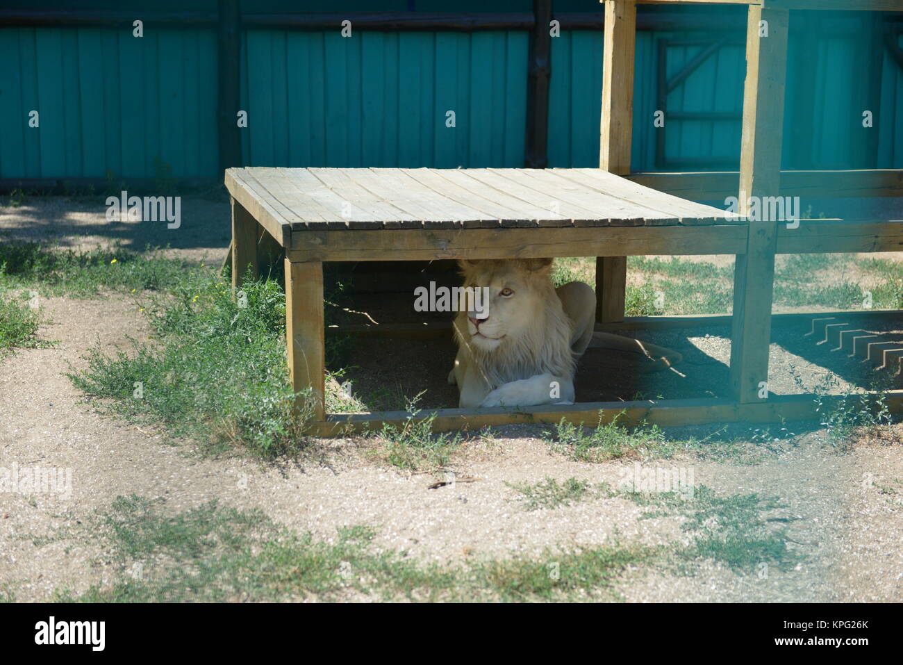 Liger (a hybrid between lion and tiger) at Zoo Stock Photo - Alamy