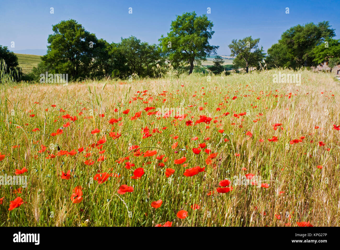 Italy, Tuscany, Meadow with Summer Poppies and Oak Trees in Tuscany ...
