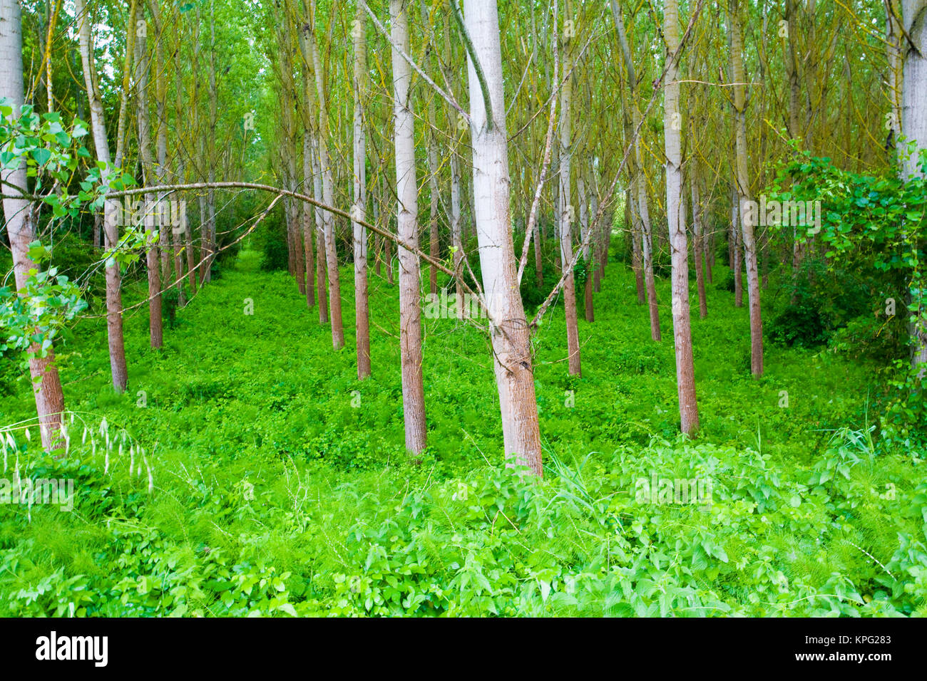 Italy, Tuscany, Rows of Tree Crop in Lush Spring Green Stock Photo - Alamy