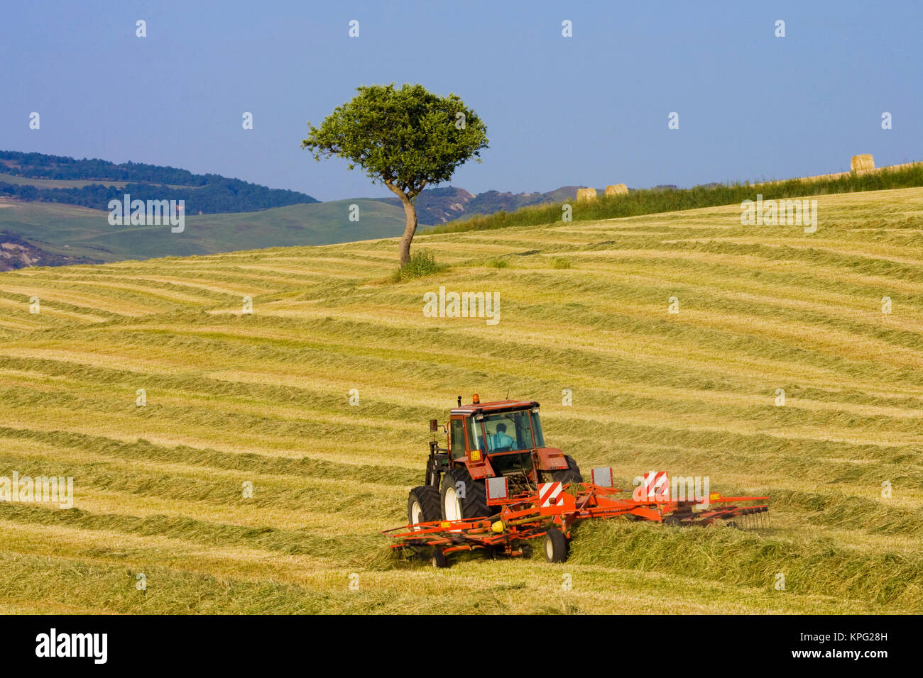 Italy, Tuscany, Tractor Harvesting Hay in The Tuscan Hills Stock Photo ...