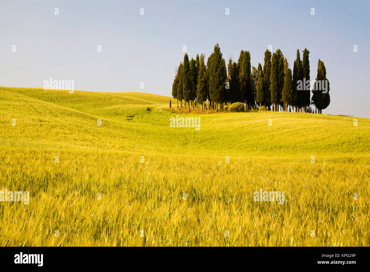 Italy, Tuscnay, Grouping of Tuscan Cypress Trees In Wheat Field Stock ...